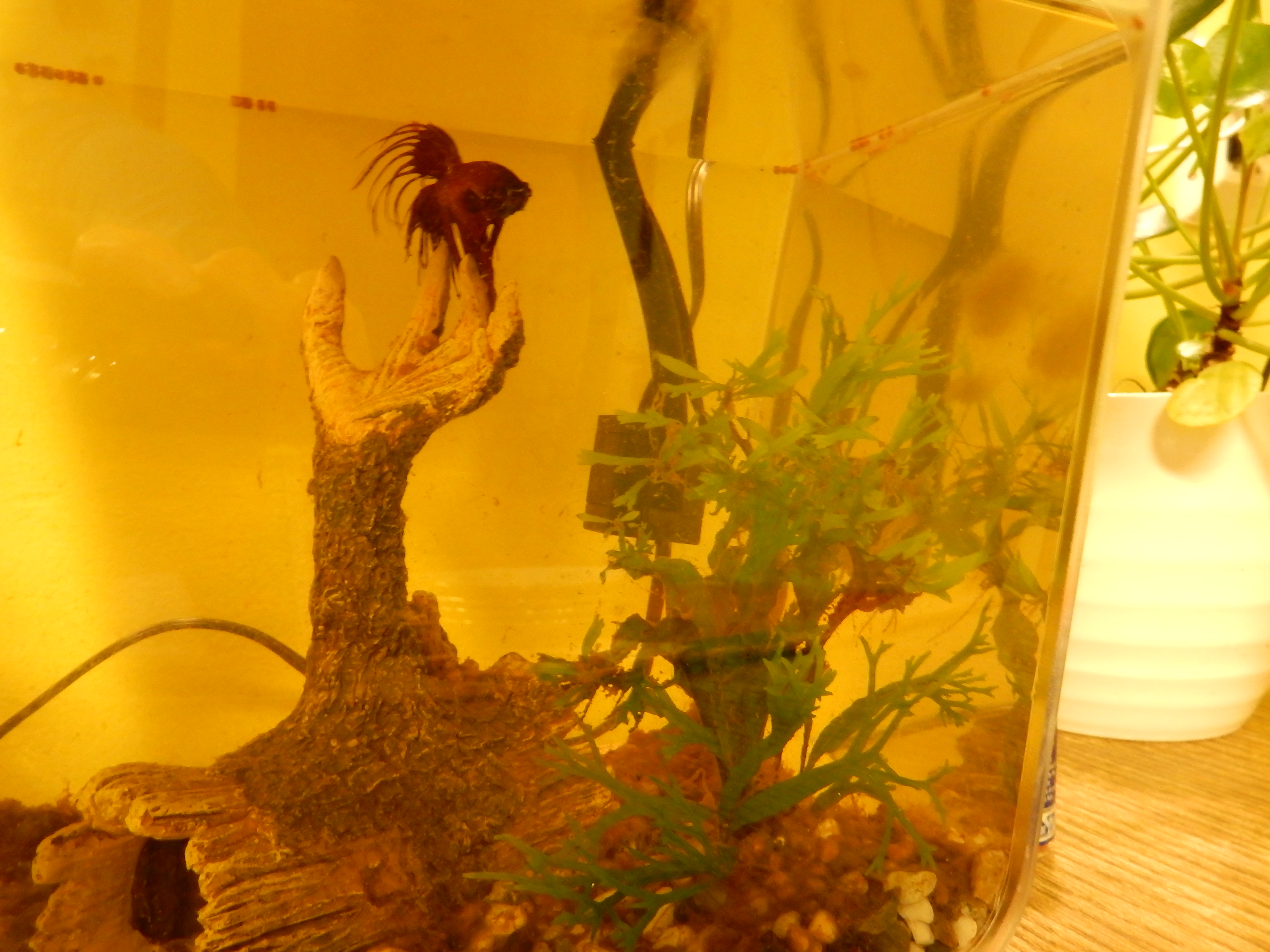 Plant of the Week, fish plant! – Faery Garden LLC