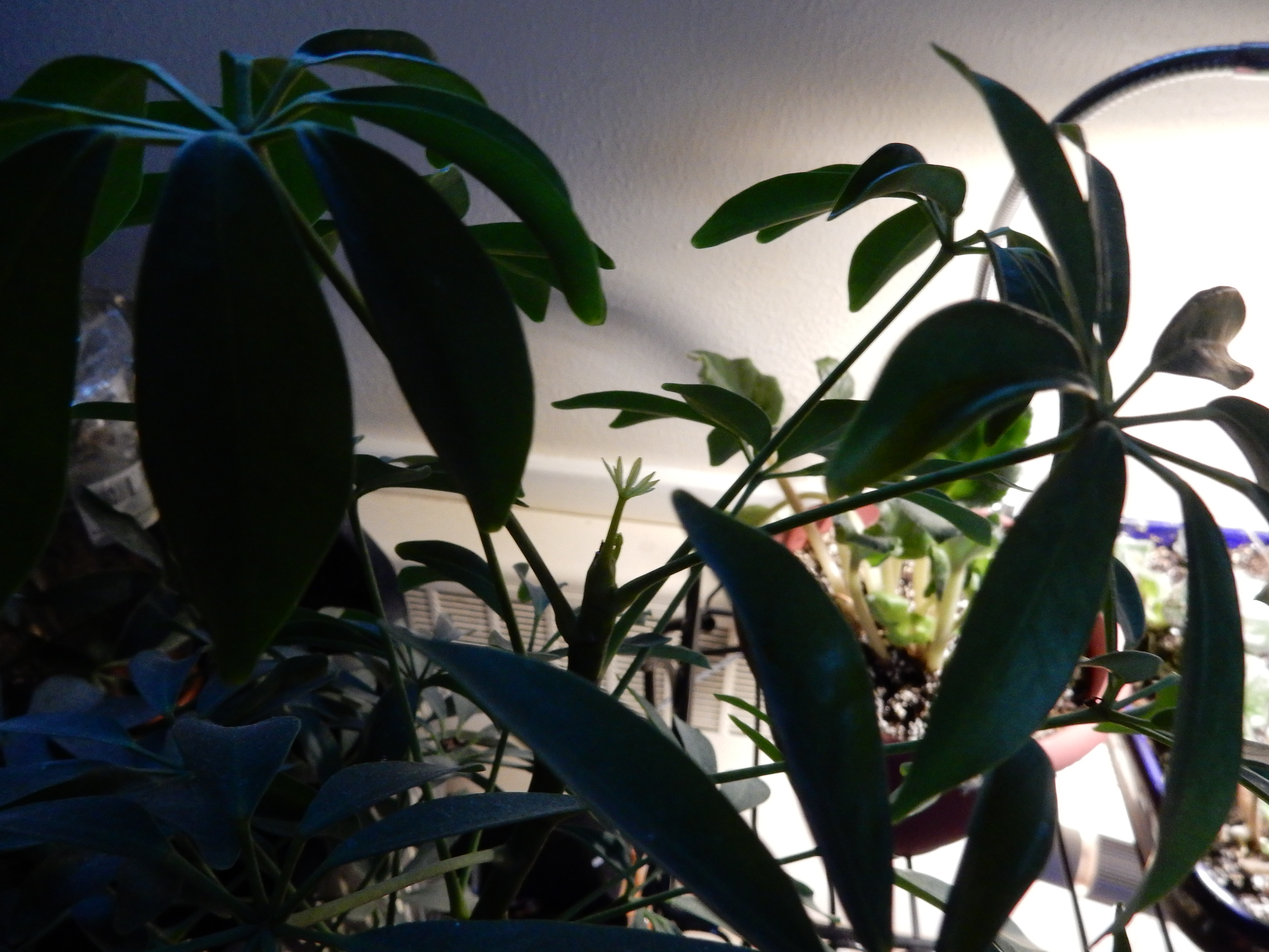 Plant of the Week, Schefflera – Faery Garden LLC